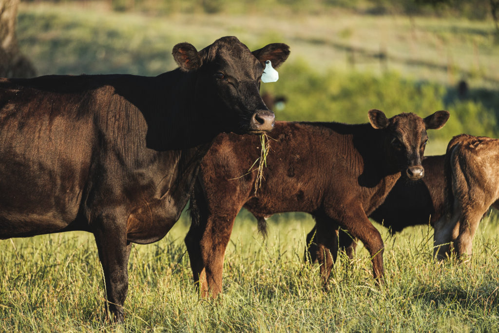 Texas & Southwestern Cattle Raisers | Cattle Raisers Virtual Convention ...