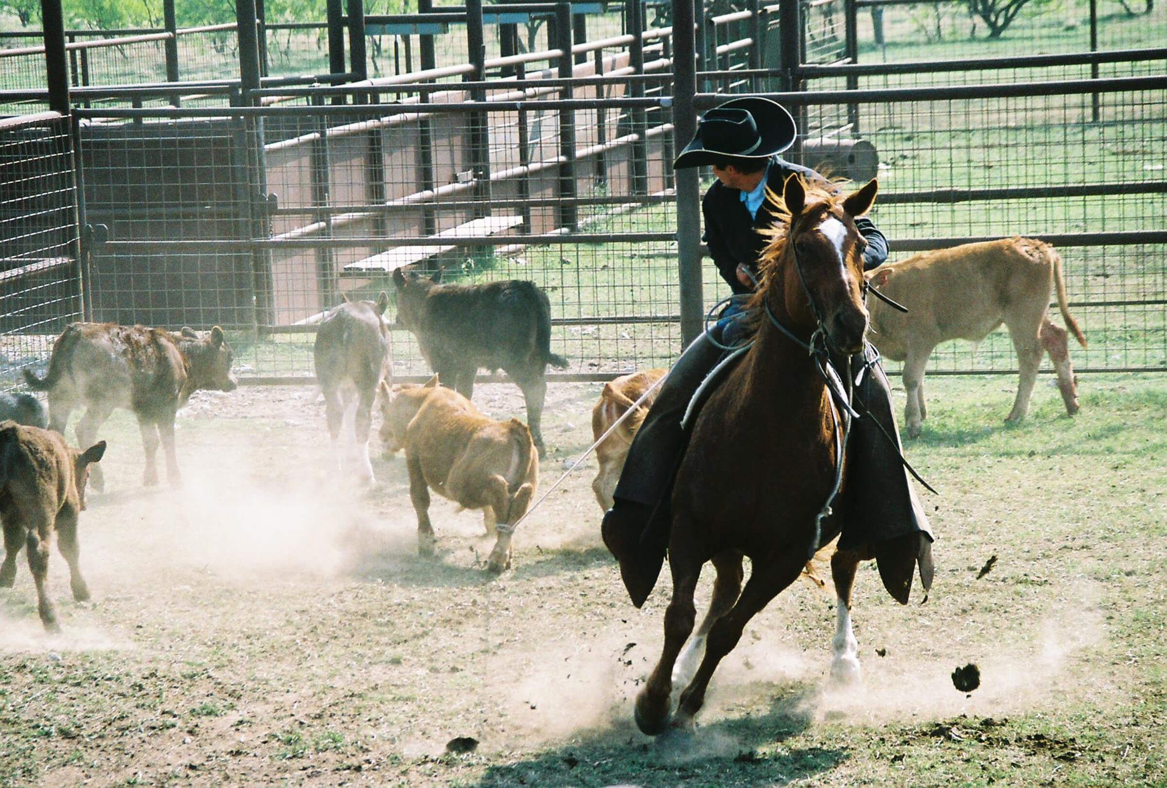 Frequently Asked Questions - Texas and Southwestern Cattle Raisers ...