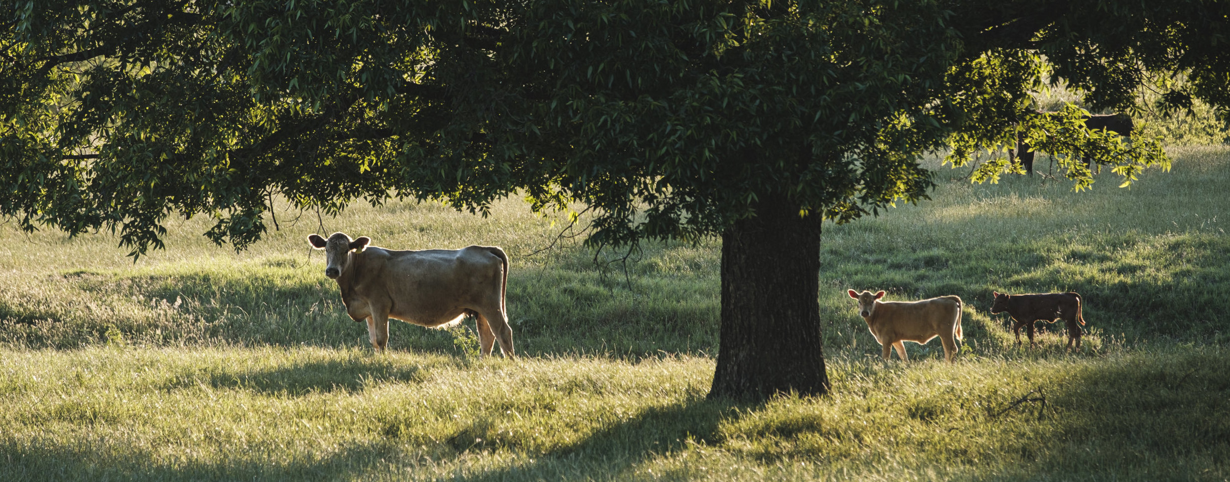 5 things we’ve learned in Ranching 101 this year - Texas and ...