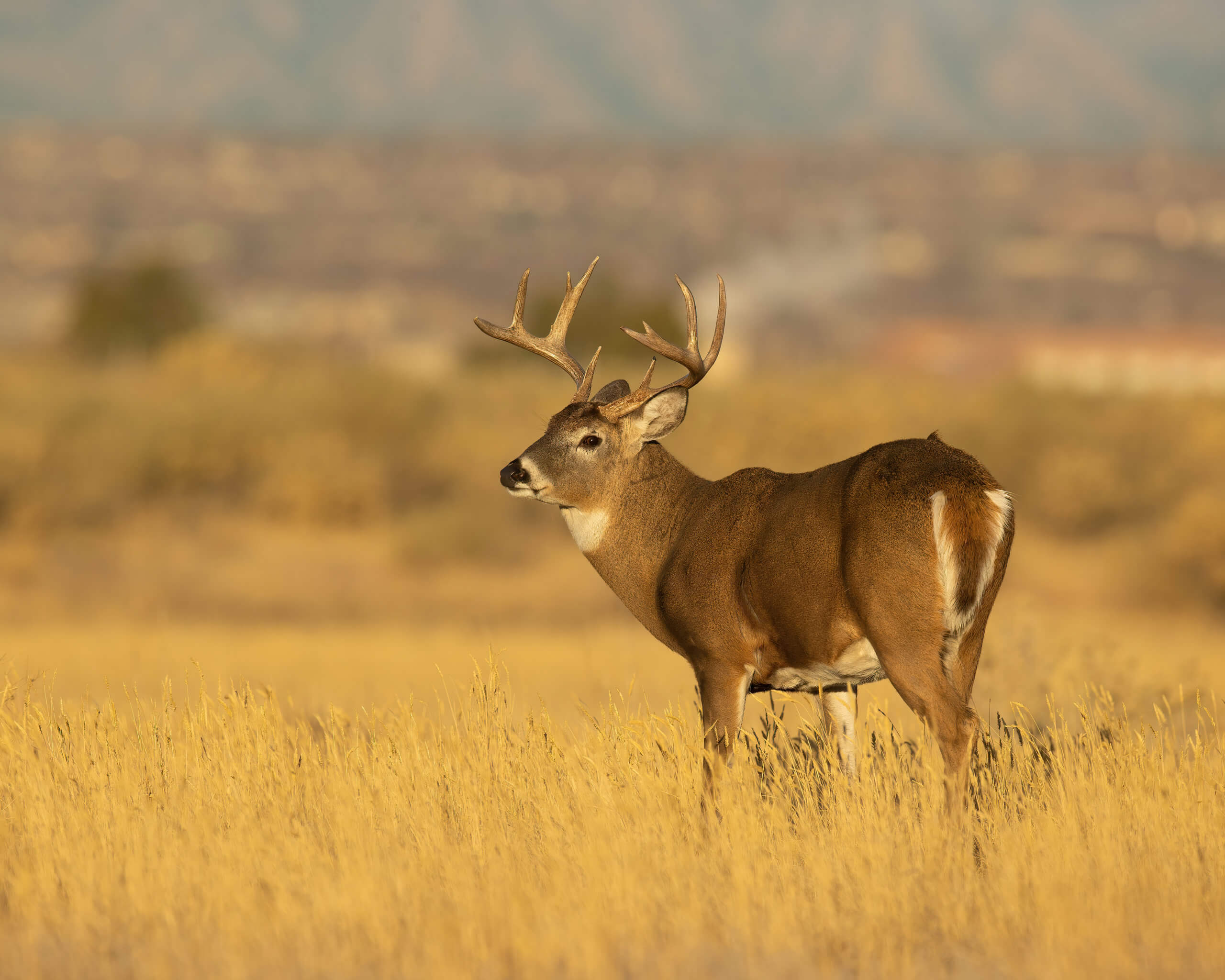 Episode 22: What every rancher needs to know about Chronic Wasting ...