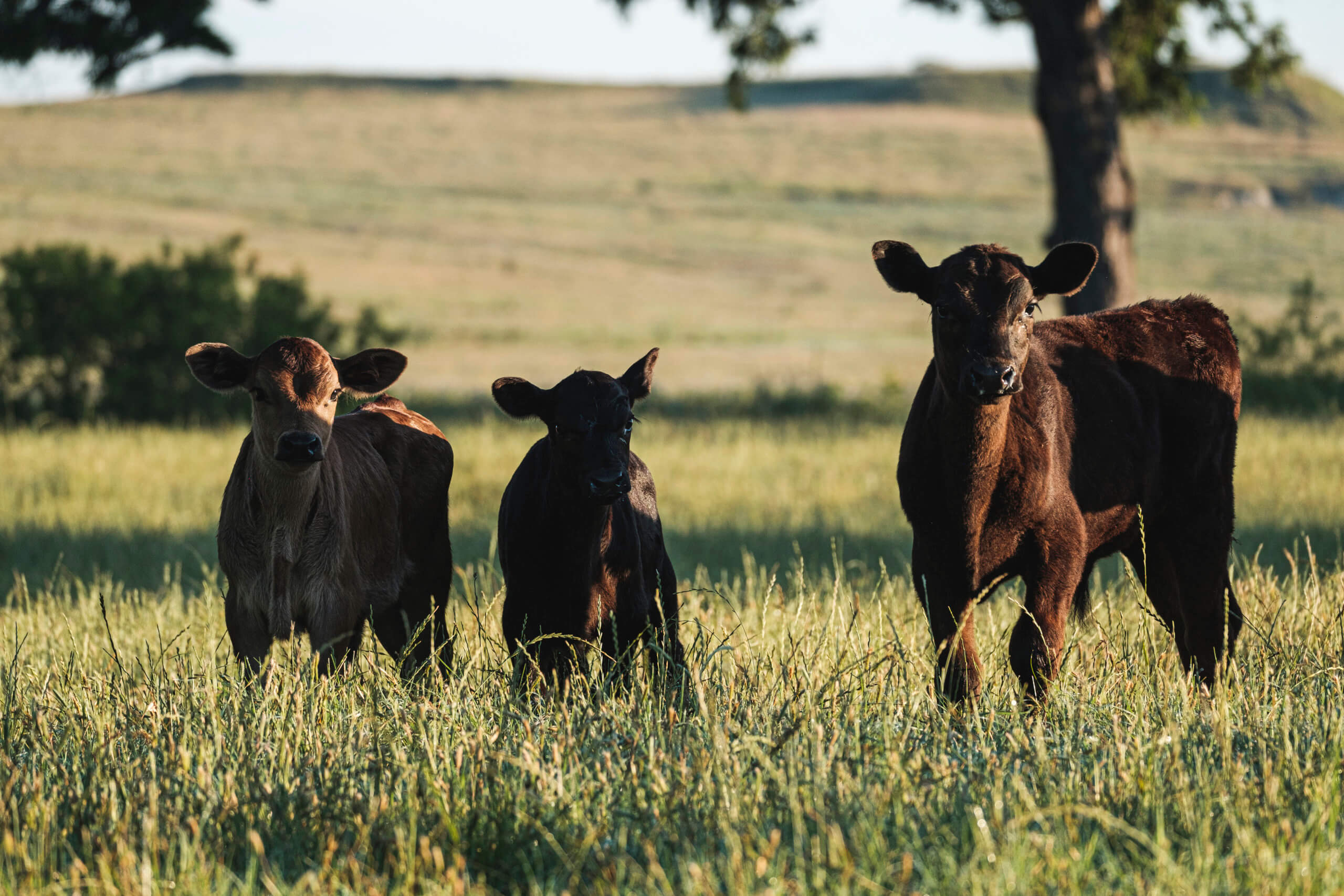 Episode 24: The three pillars of sustainability and why consumers care ...