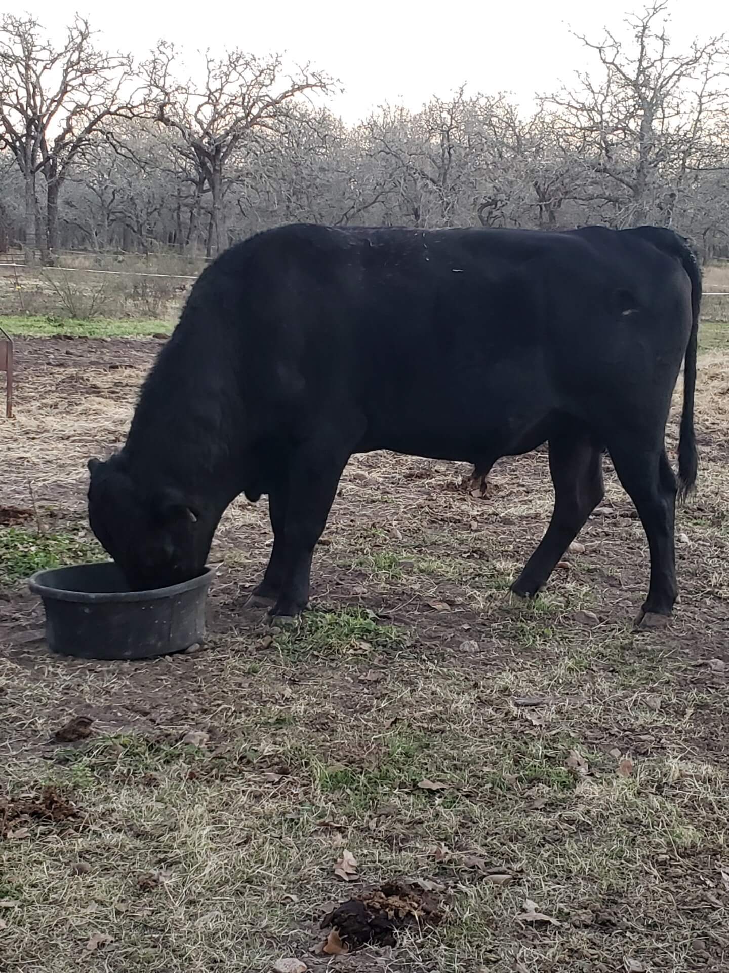 Crime Watch: Bull missing near Kingsbury - Texas and Southwestern ...
