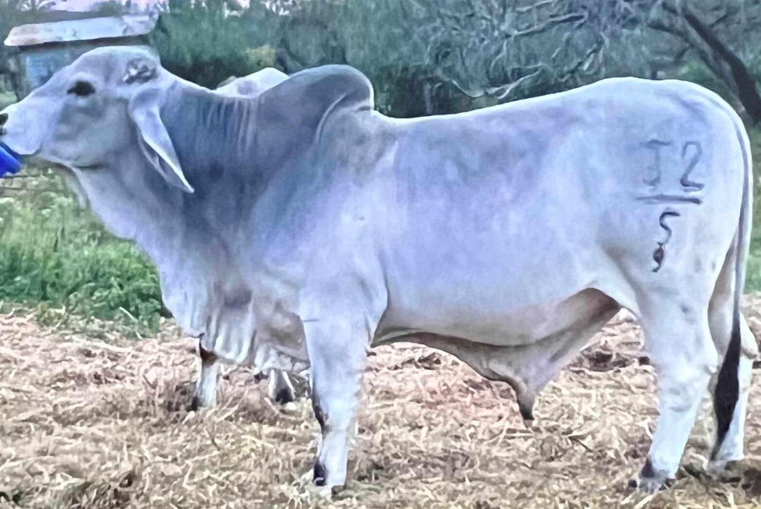 Crime Watch: Bull missing in Grayson County - Texas and Southwestern ...