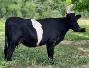 Crime Watch: Miniature cow missing from Brazos County - Texas and ...