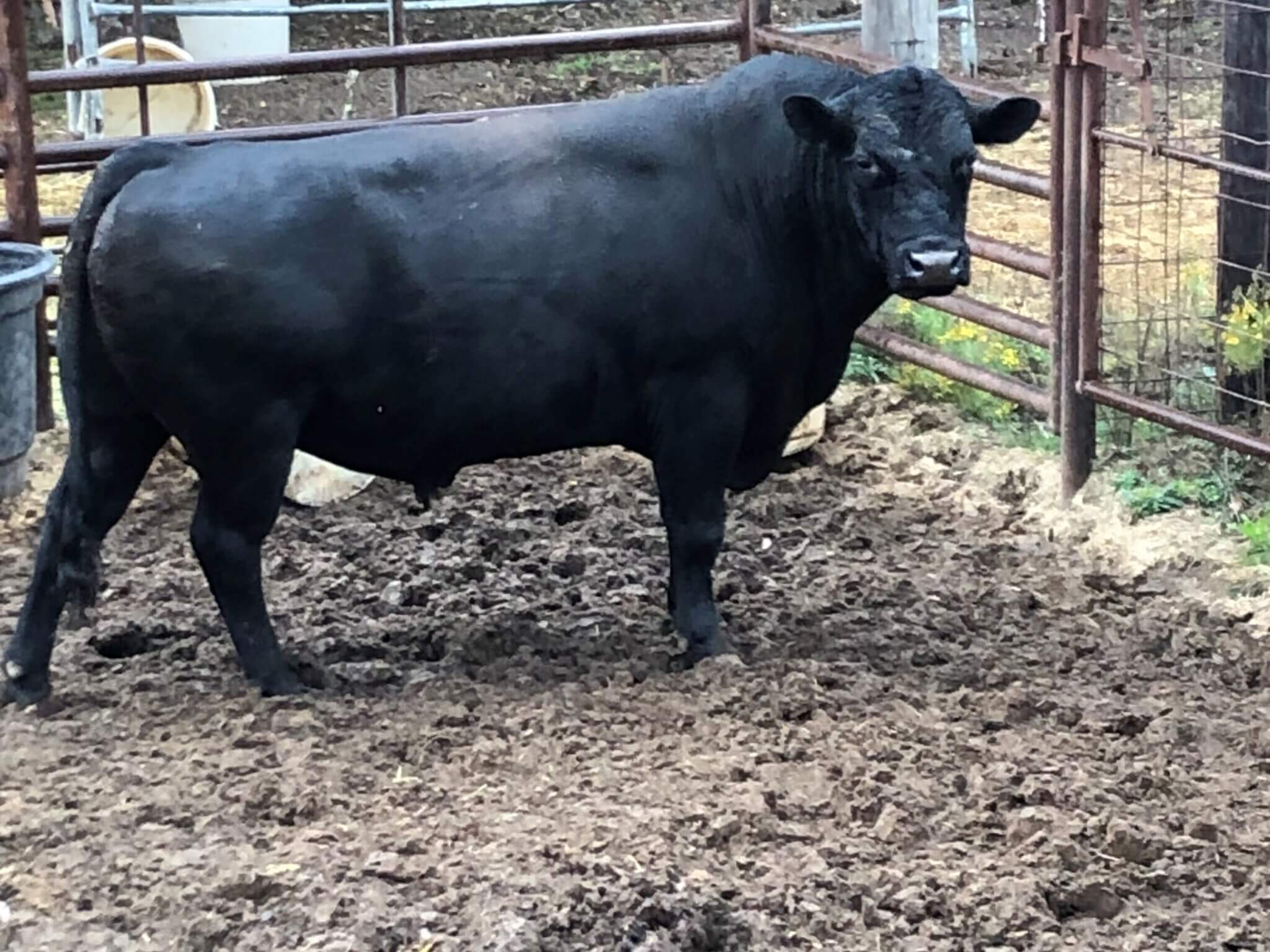 Crime Watch: Estray Angus bull found in Cooke County - Texas and ...