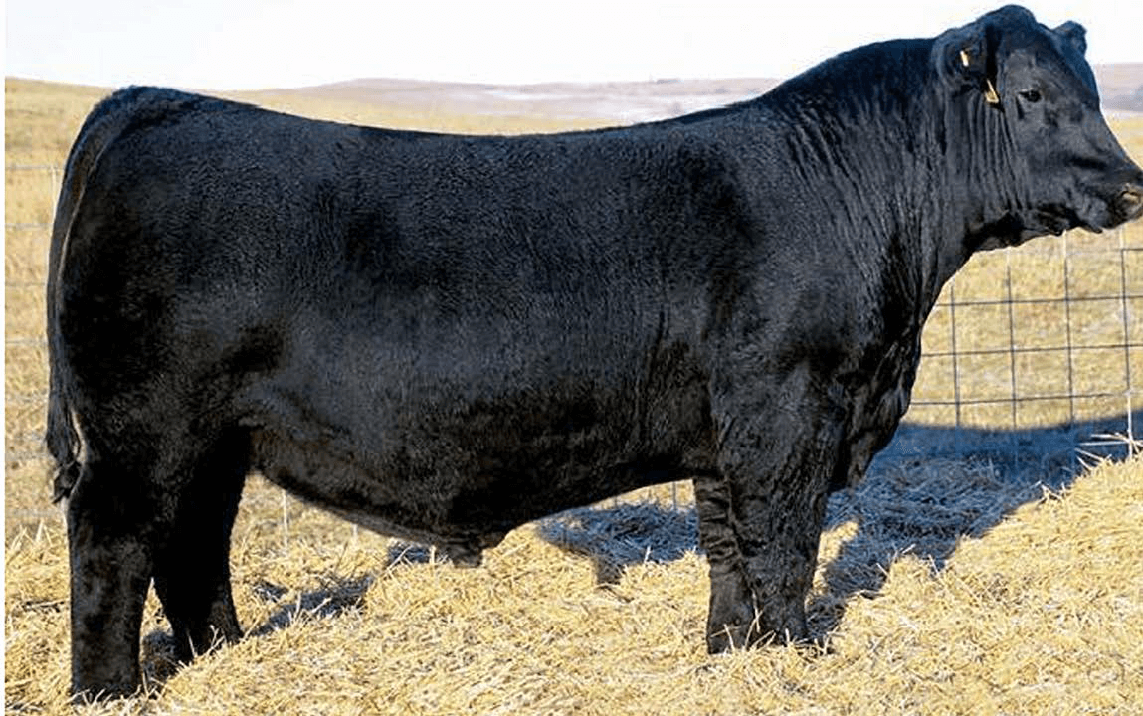 $500 reward offered for information on three stolen bulls in Archer ...