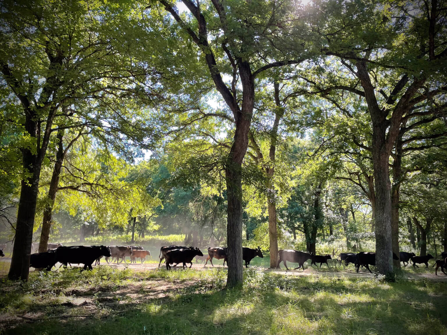 Texas ranch nationally recognized for environmental stewardship - Texas ...