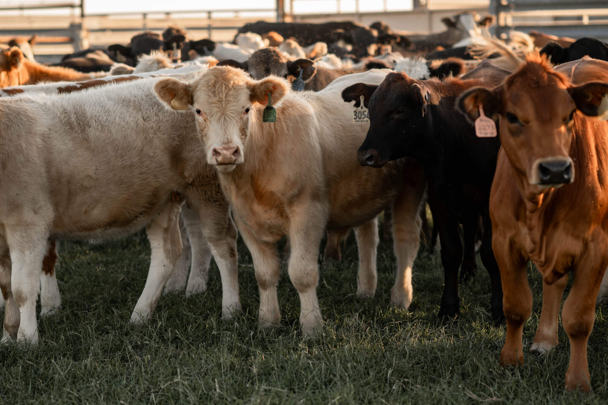 Animal Disease Traceability - Texas and Southwestern Cattle Raisers ...