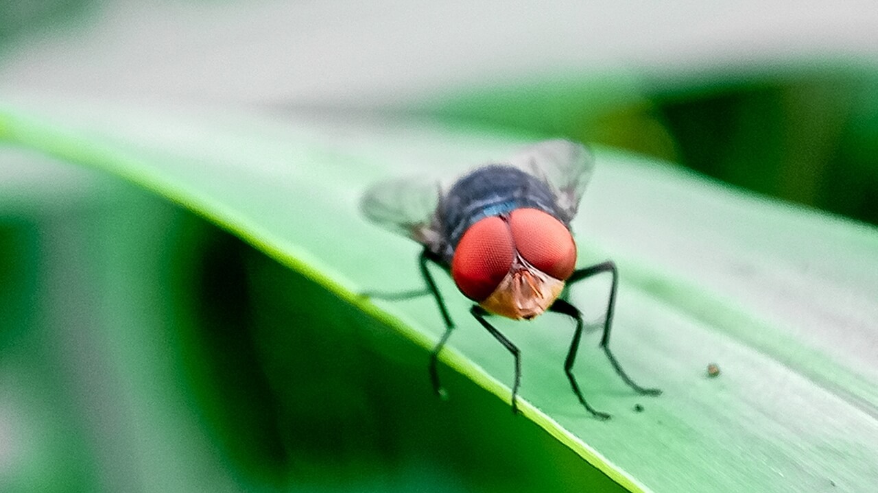 New World Screwworm - Texas and Southwestern Cattle Raisers Association