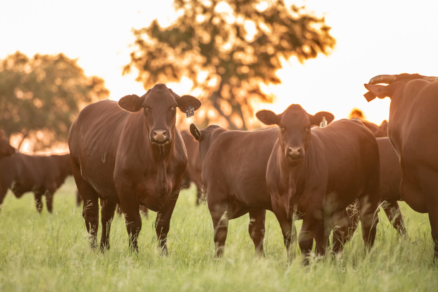 TSCRA Talk Episode 68 – Evaluating mineral at the ranch - Texas and ...